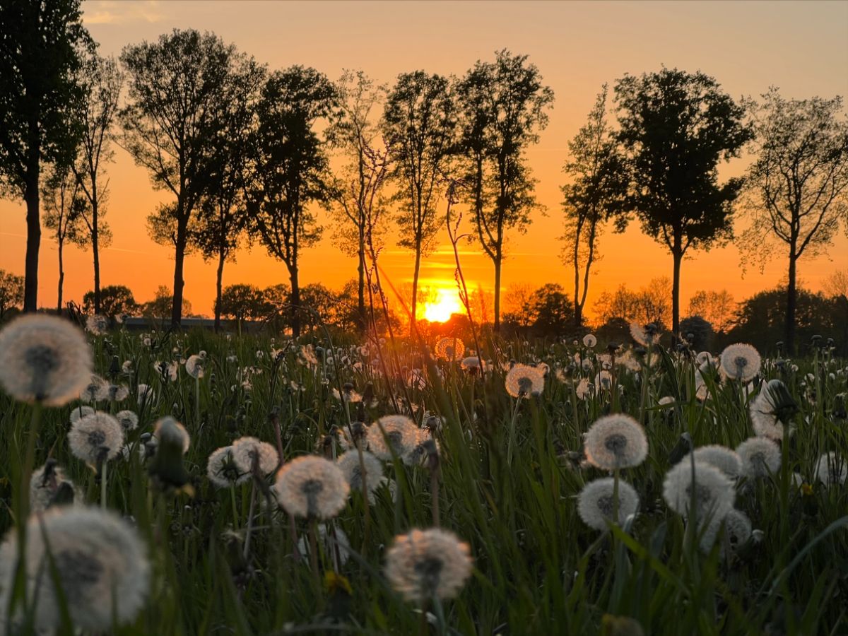 Prachtige natuur! 9 x foto’s van de meest mooie bloemen in Almelo