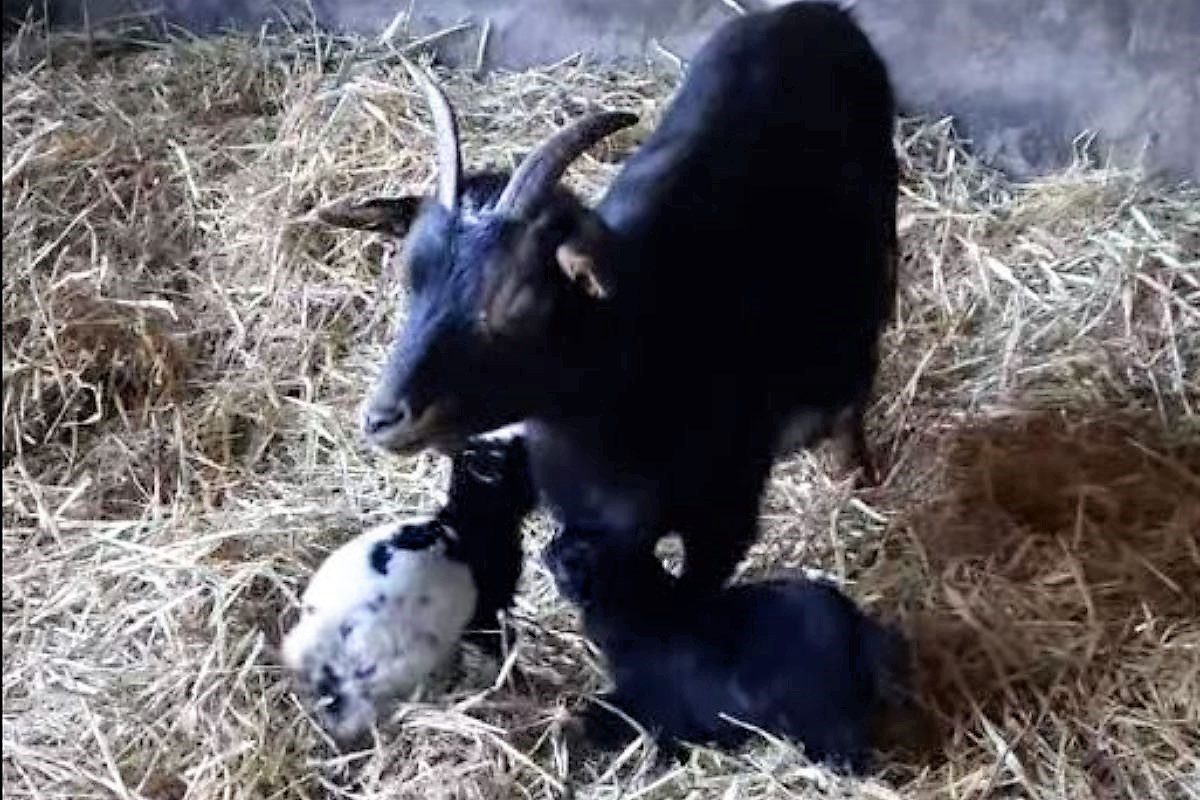Kroamschudd’n: eerste lammetjes geboren bij kinderboerderij Almelo
