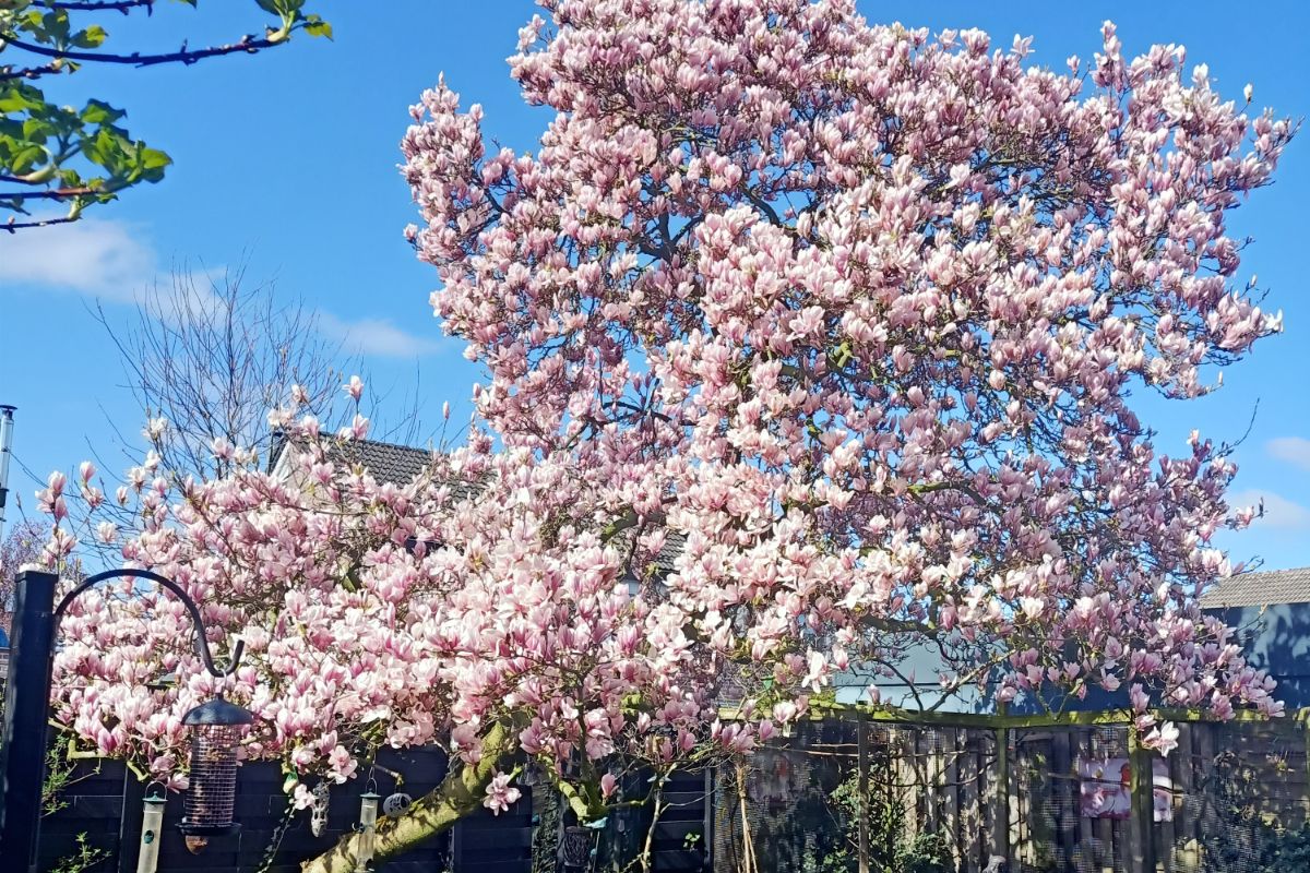 9 x de mooiste magnolia's (en andere bomen met bloesem) in Almelo