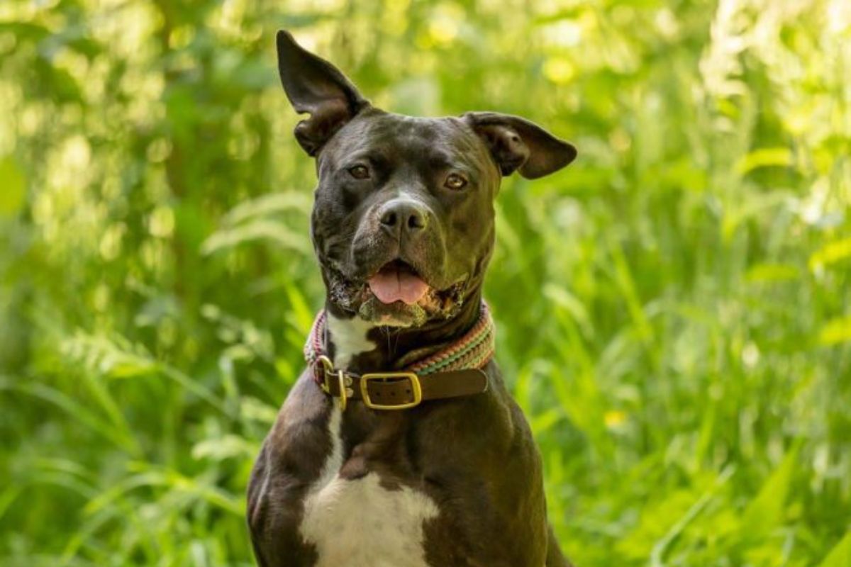 Baasje gezocht: Danja zoekt een fijne, liefdevolle plek