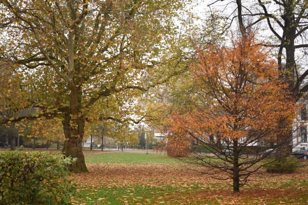 Regenjas of zonnebril: dit is de weersverwachting voor de herfst in Almelo