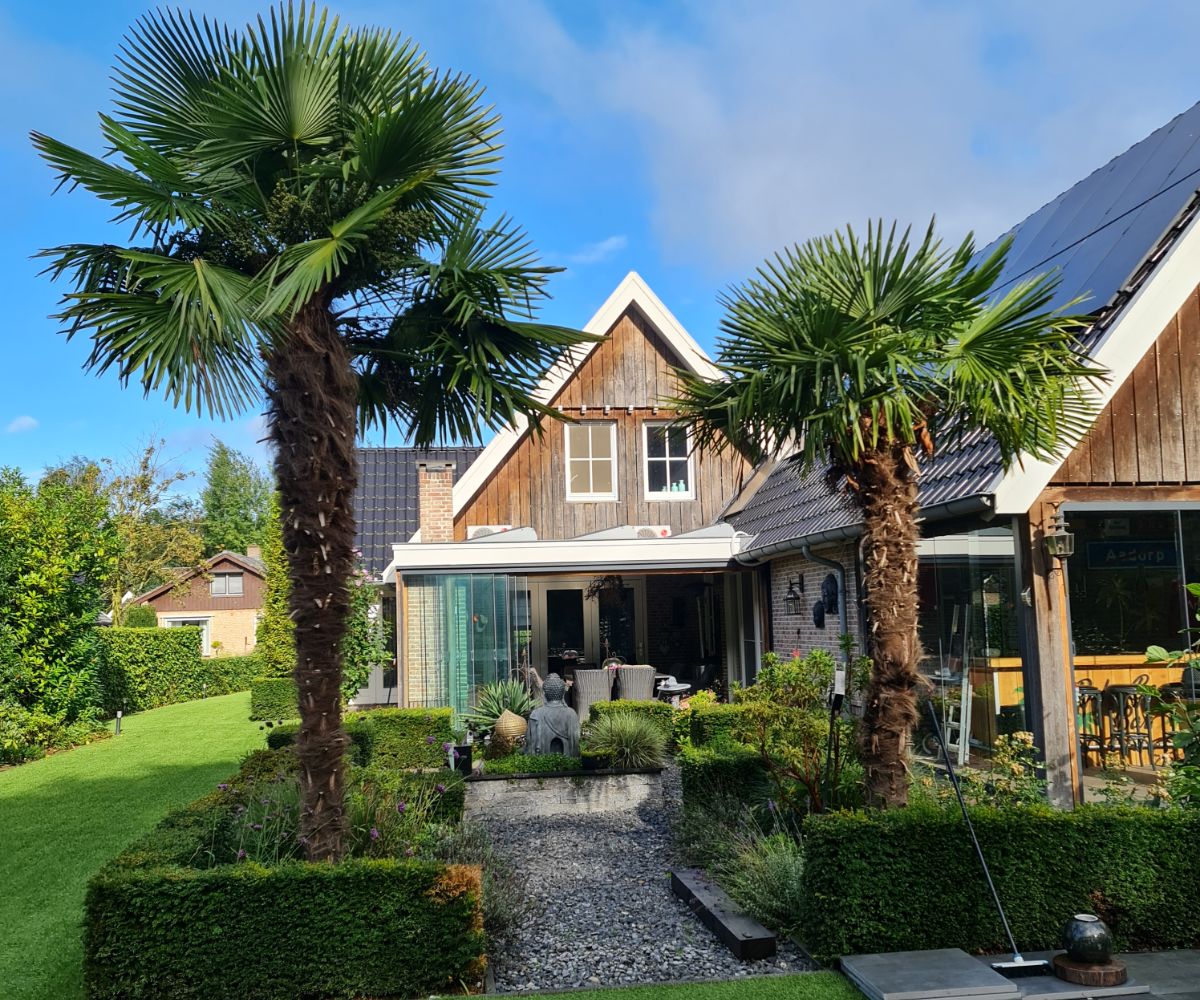 Exotisch Almelo! Deze palmbomen doen het top in de Almelose tuinen