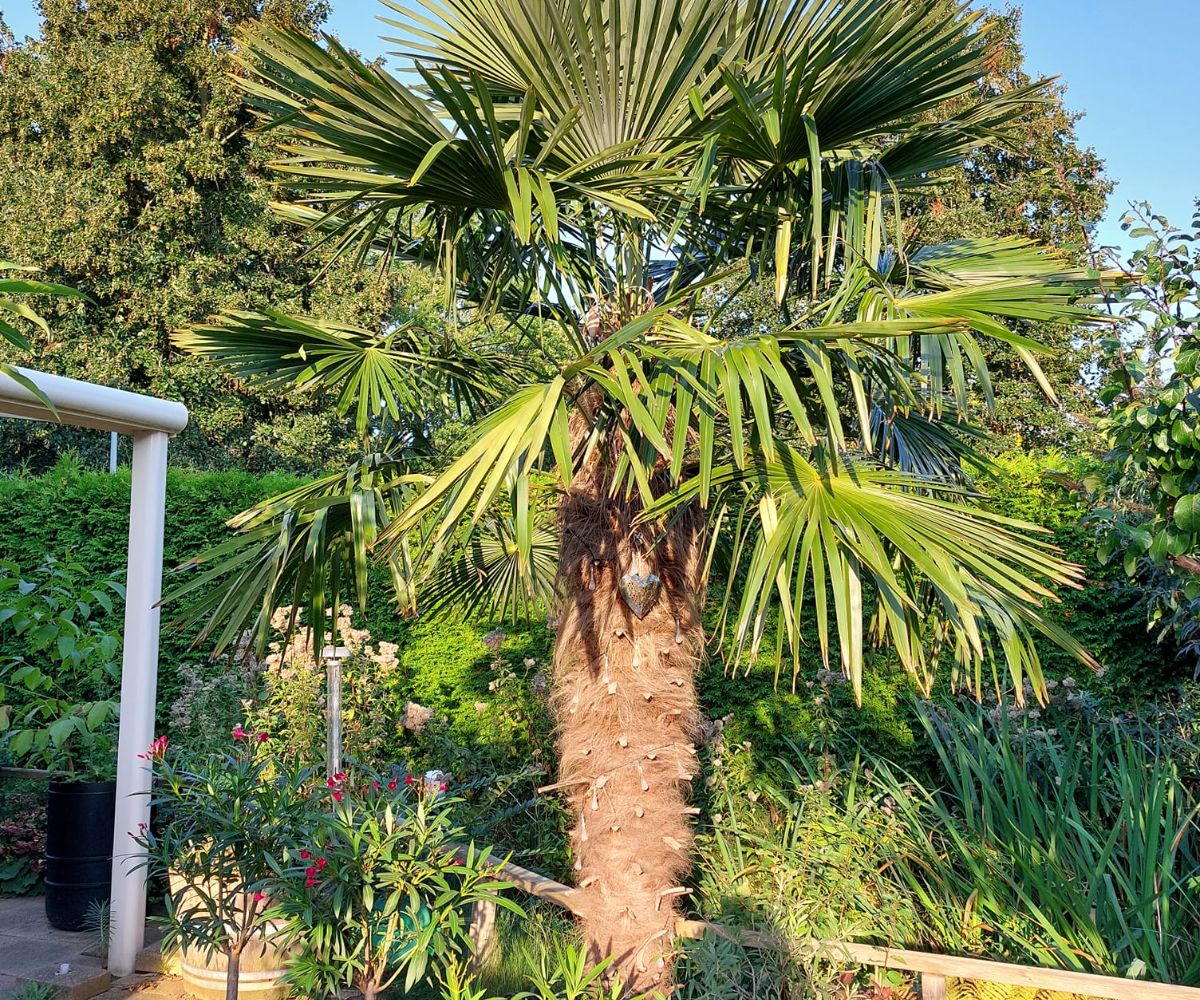 Exotisch Almelo! Deze palmbomen doen het top in de Almelose tuinen