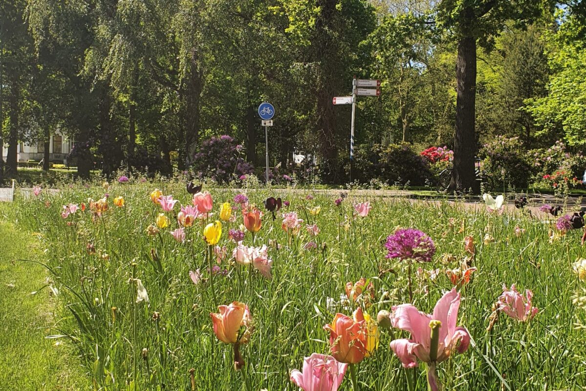Lente in Twente, dit wordt het weer in Almelo: 'Begin nat, later zonniger'