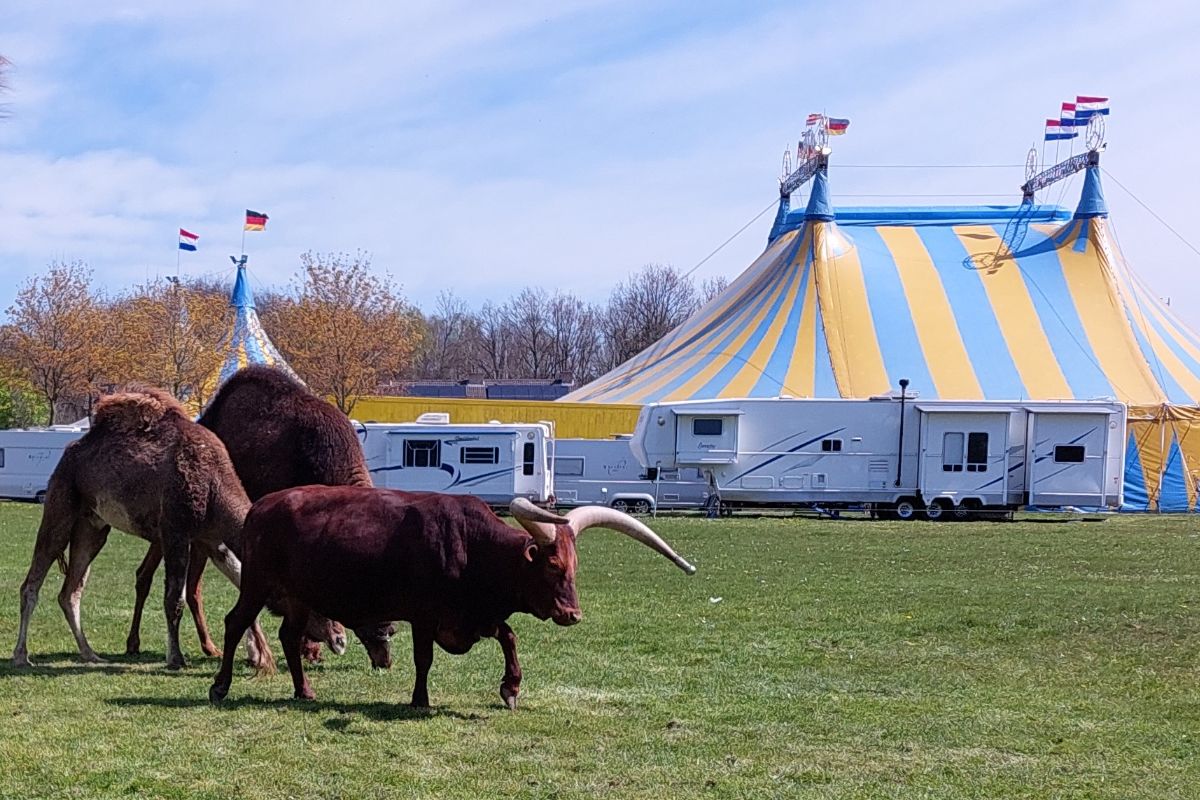 Hooggeëerd publiek! Het circus komt naar Almelo (en je kunt kaarten winnen)