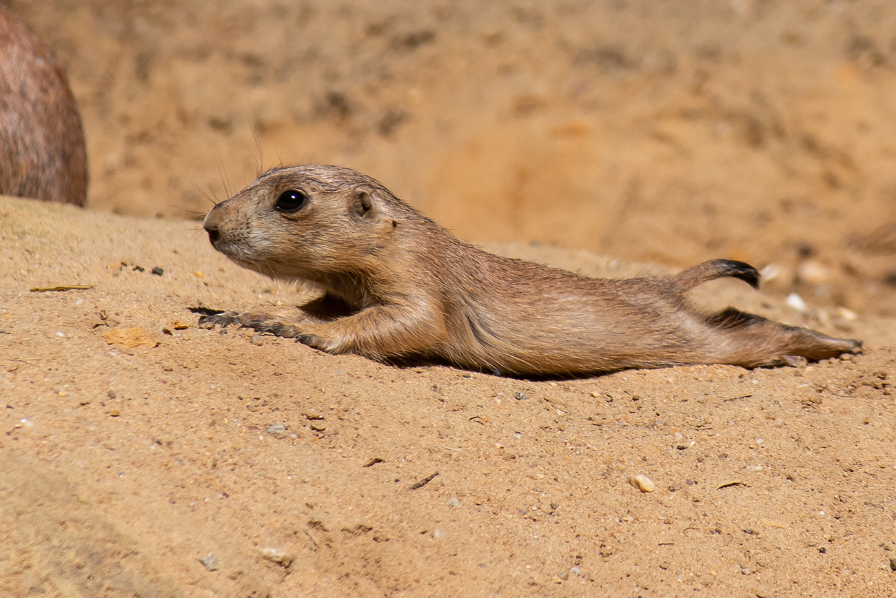 Cuteness overload! Er zijn voor het eerst kleintjes geboren bij de ...