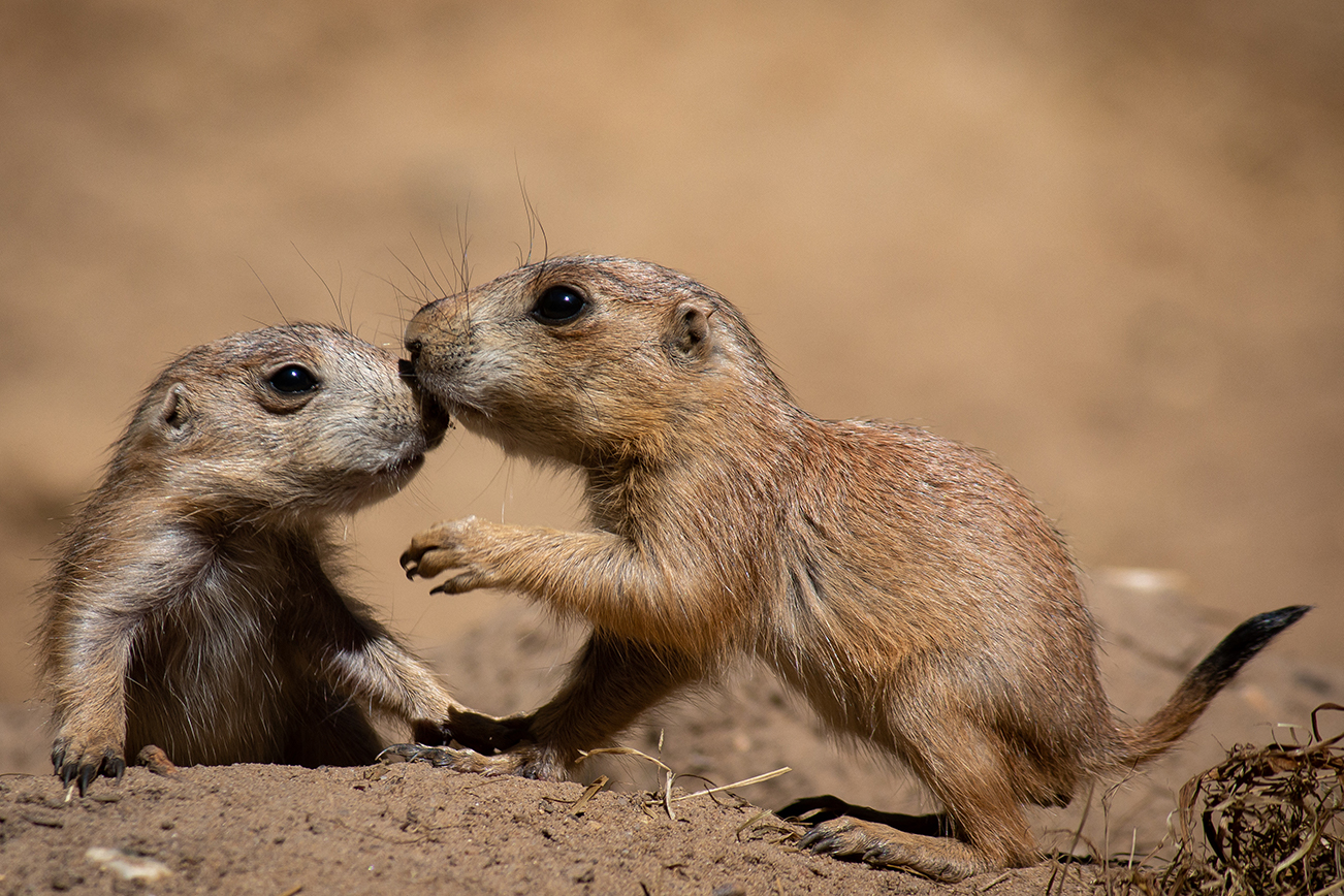 Cuteness overload! Er zijn voor het eerst kleintjes geboren bij de ...