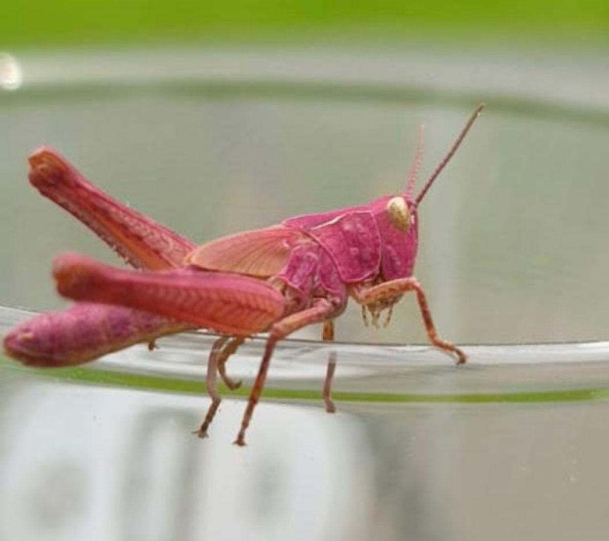 Wauw! Er is een bijzondere roze sprinkhaan gespot in Amersfoort ...