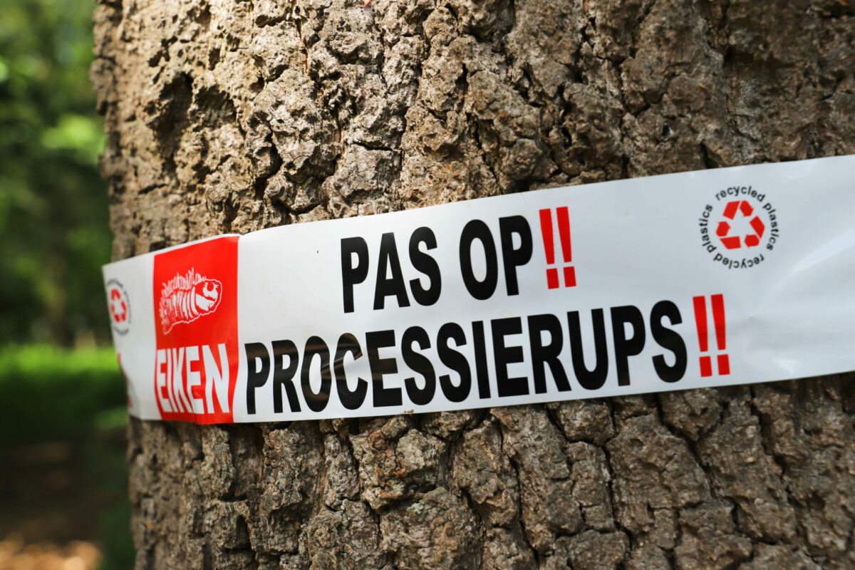 Help, huiduitslag door de processierups! Zo kom je van je klachten af