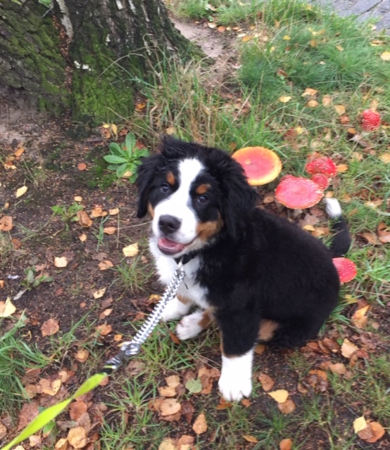 Superschattig: Amersfoortse Max in de race voor mooiste hond ...
