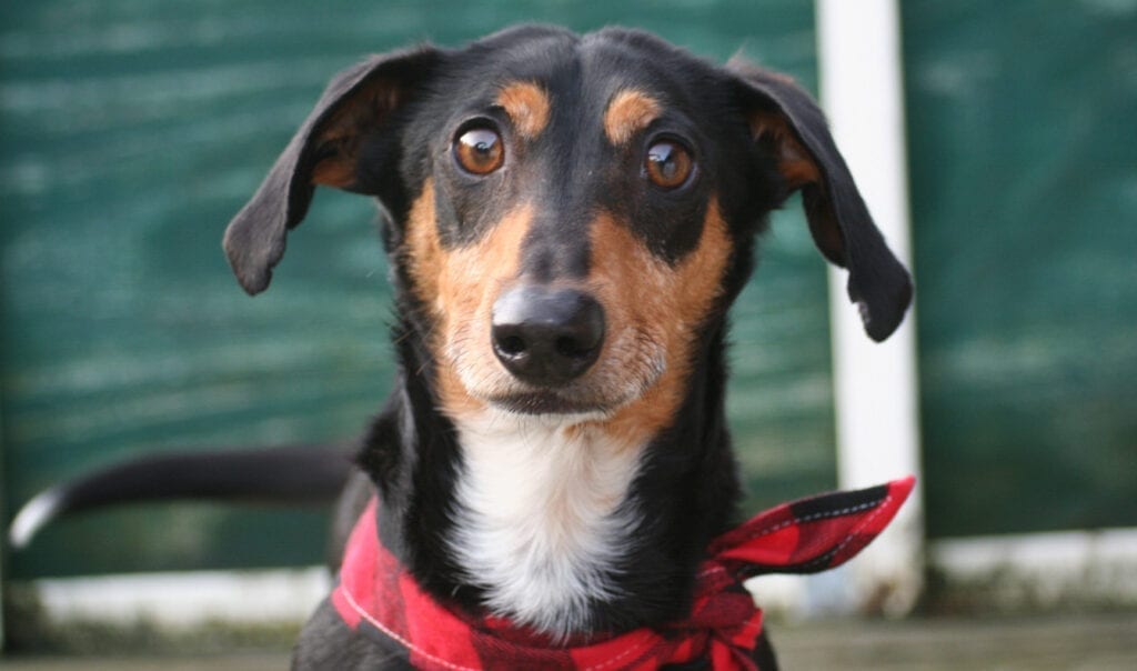Hond zoekt baas: zonaanbidder Bodo is op zoek naar een rustig ...