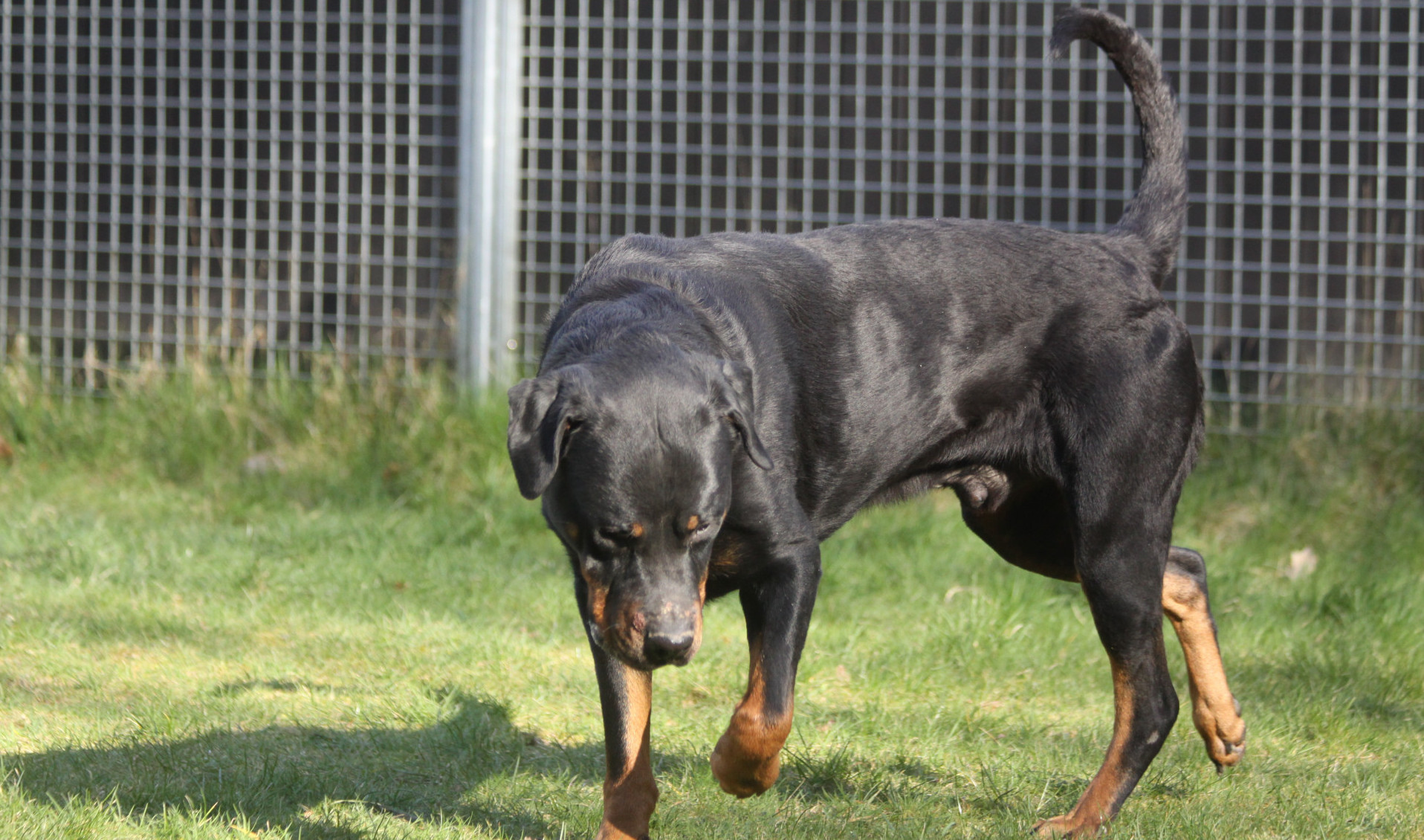 Hond zoekt baas: Hummer ziet een nieuw mandje helemaal zitten ...