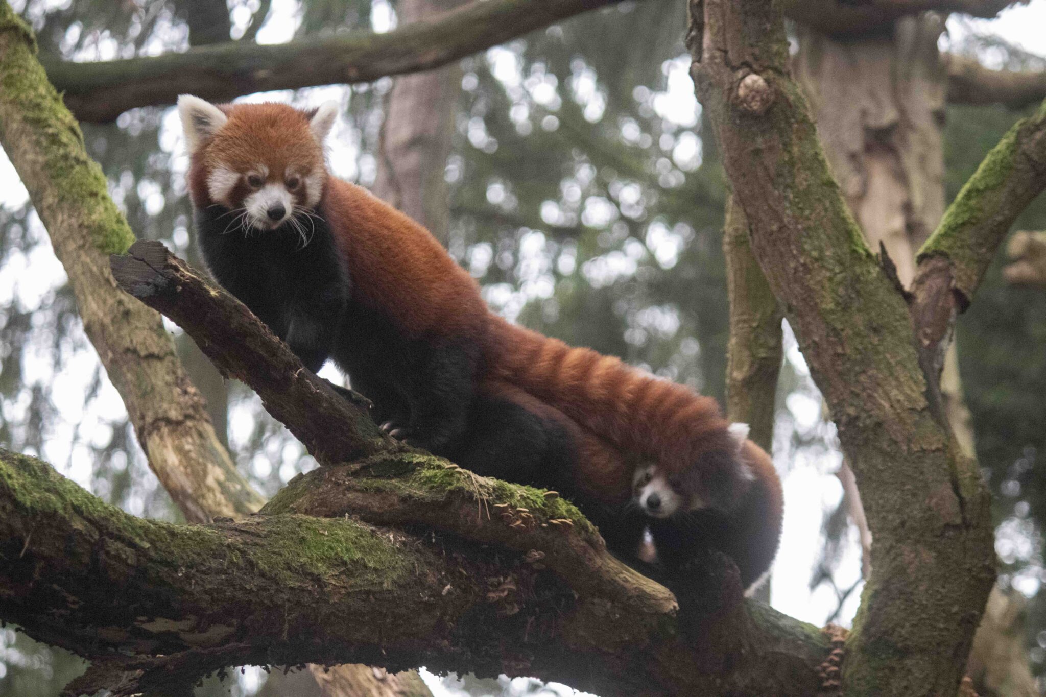 Schattig: deze naam krijgen de rodepandababies in DierenPark Amersfoort ...