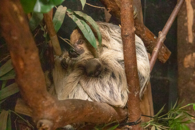 Bijzonder! Nóg een luiaardje geboren in Amersfoort - indebuurt Amersfoort