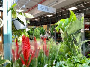 Kringloop Rataplan verkoopt nu ook planten voor een prikkie: 'Niet aan ...