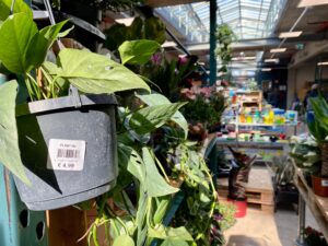 Kringloop Rataplan verkoopt nu ook planten voor een prikkie: 'Niet aan ...