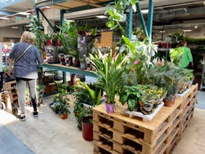 Kringloop Rataplan verkoopt nu ook planten voor een prikkie: 'Niet aan ...