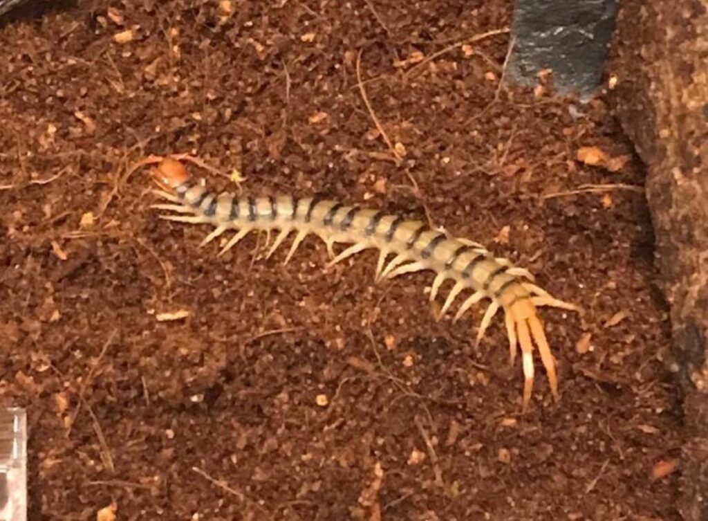 Iew! Dierenambulance Amsterdam wordt gebeld voor bijzonder (giftig) dier