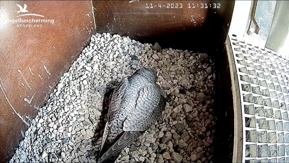 Gemist: een nestje slechtvalken op het Rijks, 5 x rustige plekken in Asterdam en meer