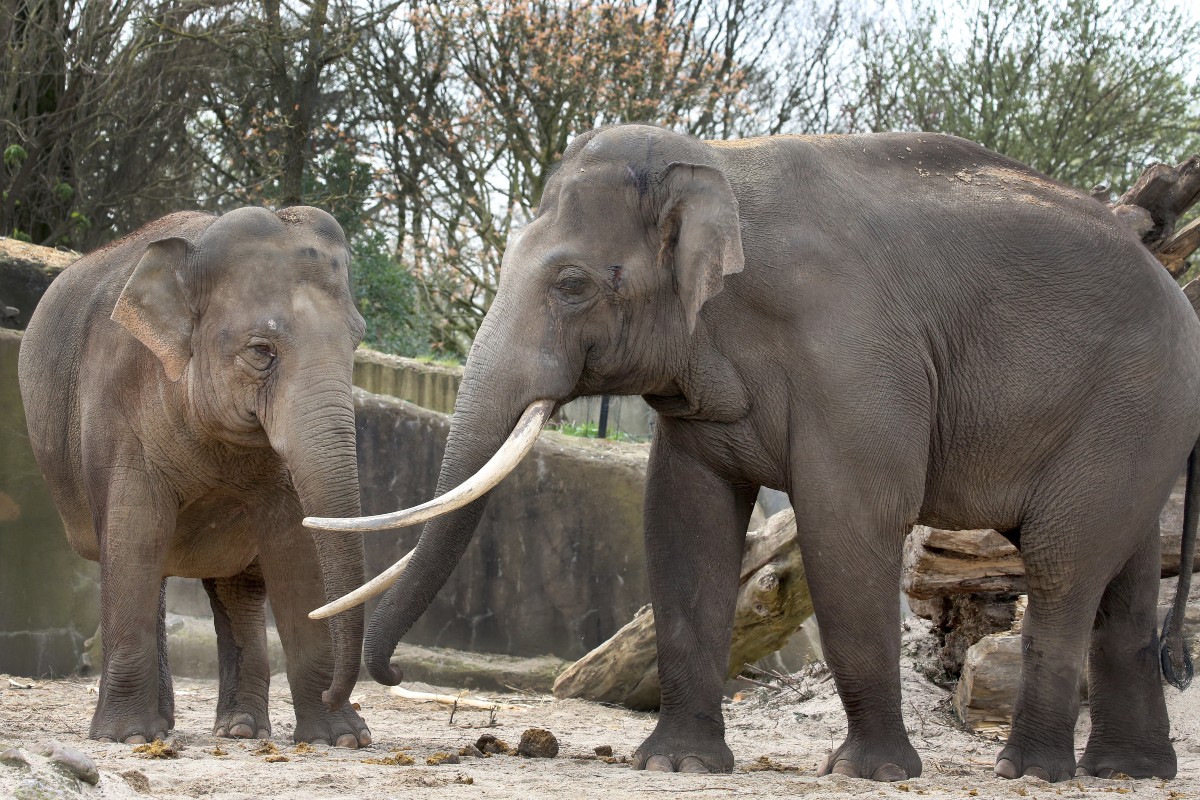 Slurftastisch! Er is een nieuwe olifant in Artis en dit komt hij doen ...