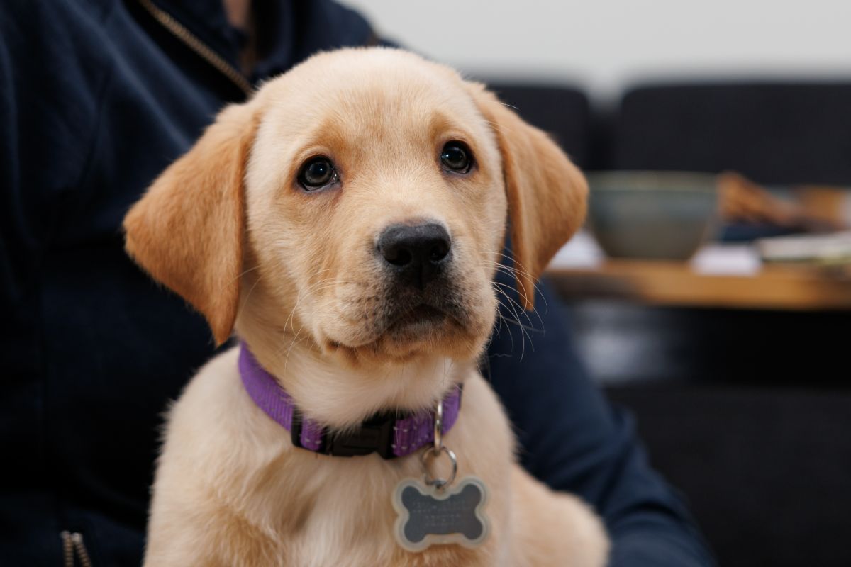 KNGF Geleidehonden - indebuurt Amsterdam