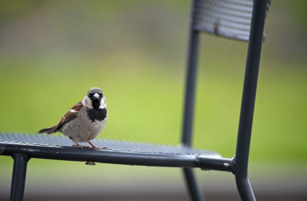 Apeldoorn gaat beschermde diersoorten in kaart brengen - indebuurt ...