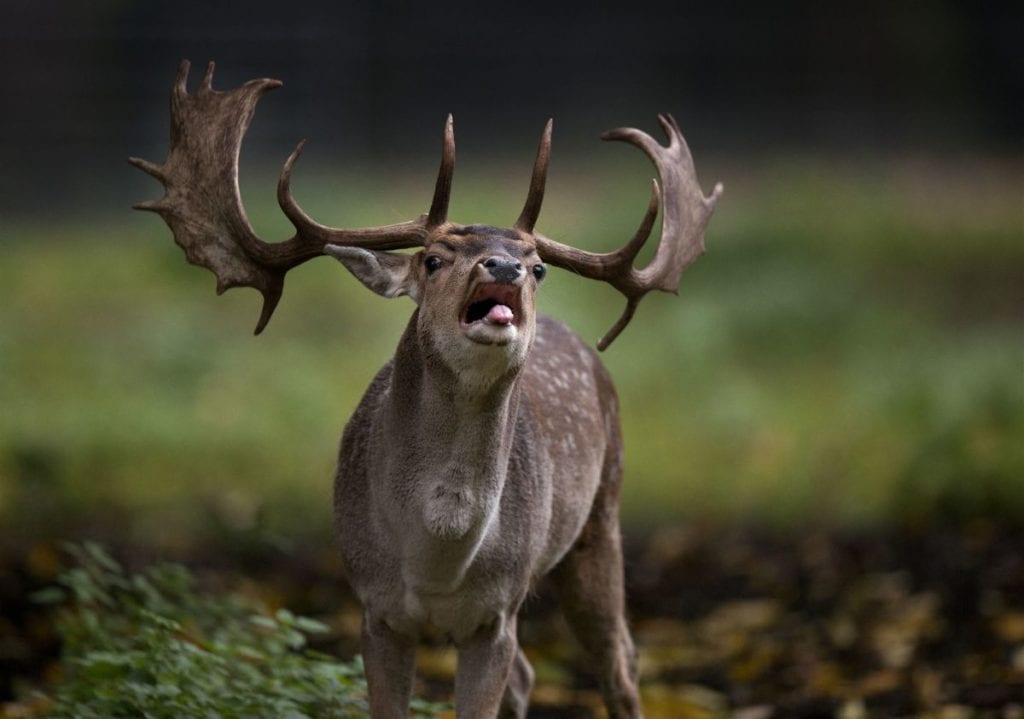 Burlende herten: hier kun je ze (alsnog) live horen en zien - indebuurt ...