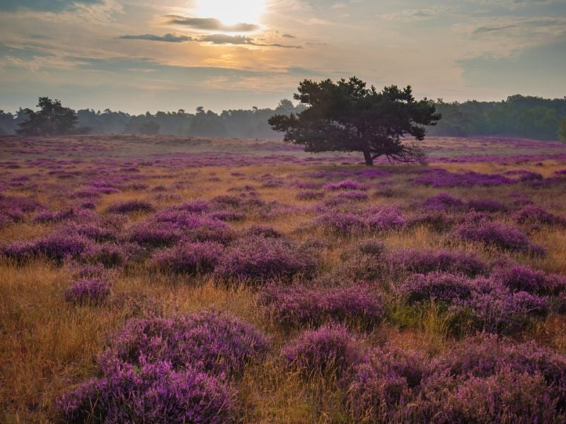 De heide staat in bloei en iedereen maakt prachtige foto's: - indebuurt ...