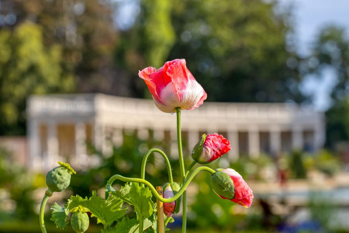 Barok & Bach: magische tuinconcerten bij Paleis Het Loo! - indebuurt ...