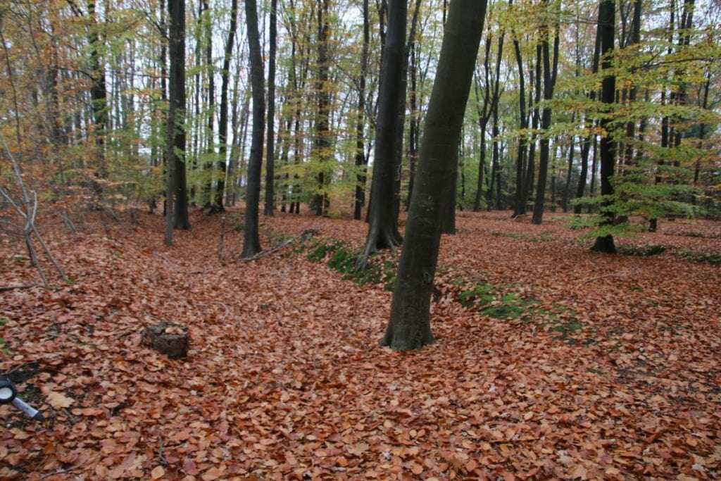 Apeldoorns mysterie: wat zijn dat voor geulen in het Philipsbos ...