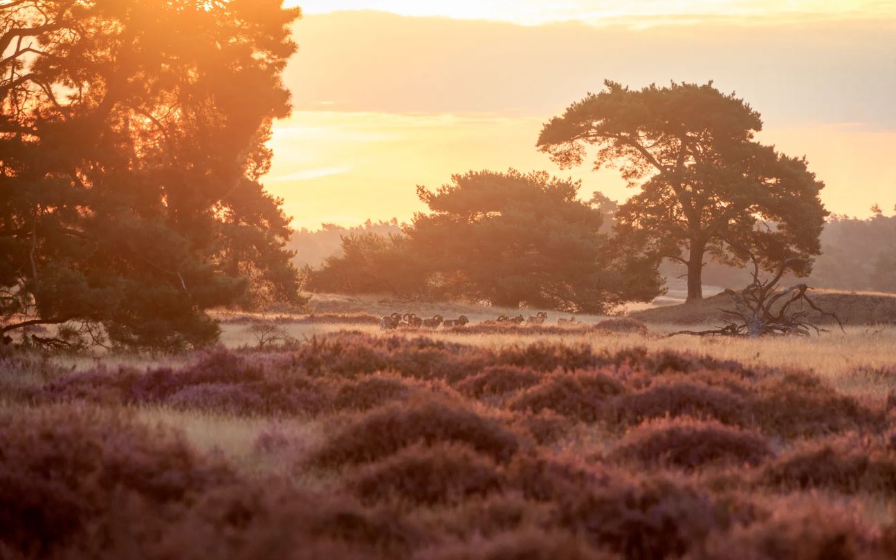 VisitVeluwe - indebuurt Apeldoorn