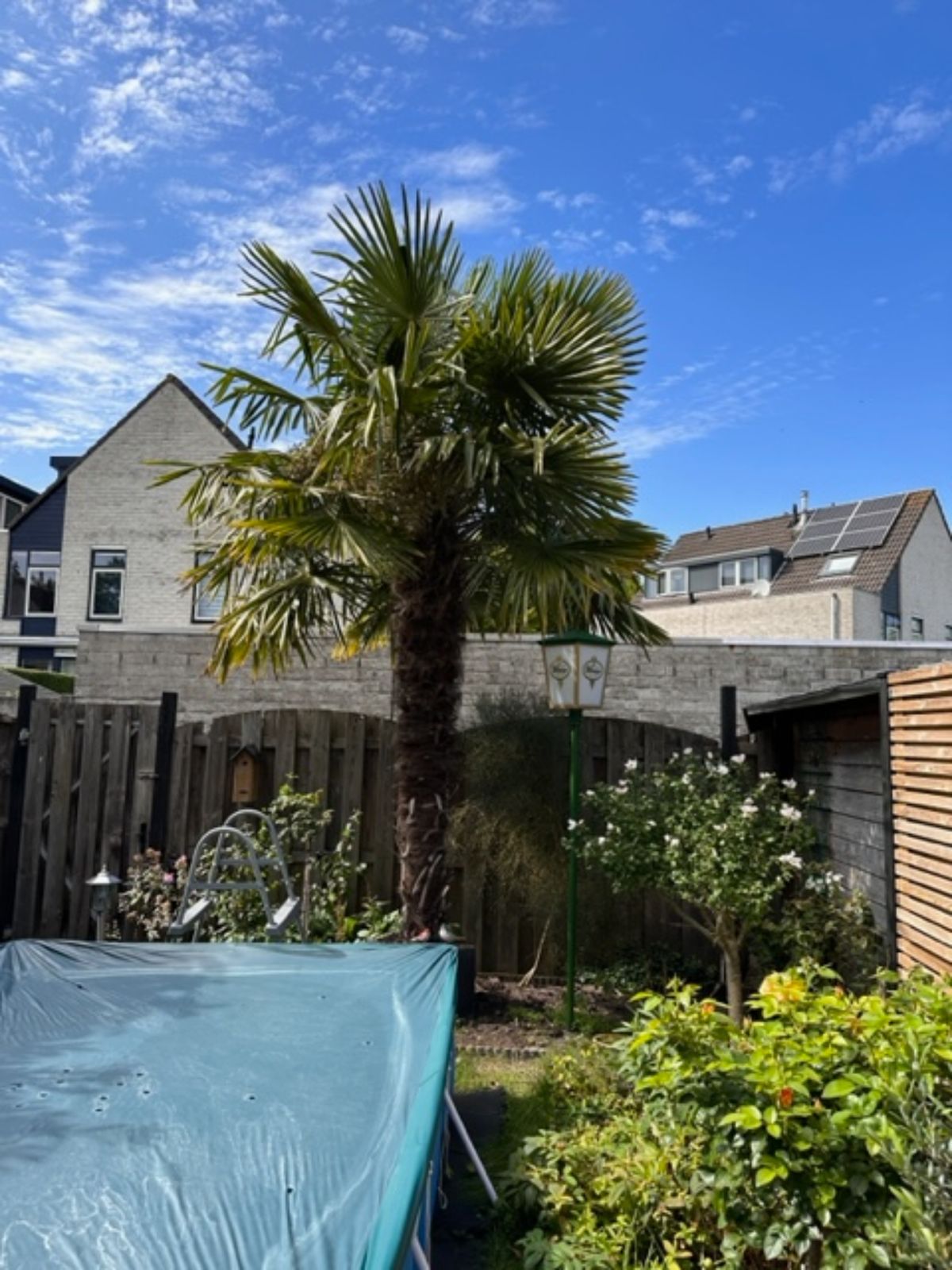 Dit zijn de grootste palmbomen van Apeldoorn - indebuurt Apeldoorn