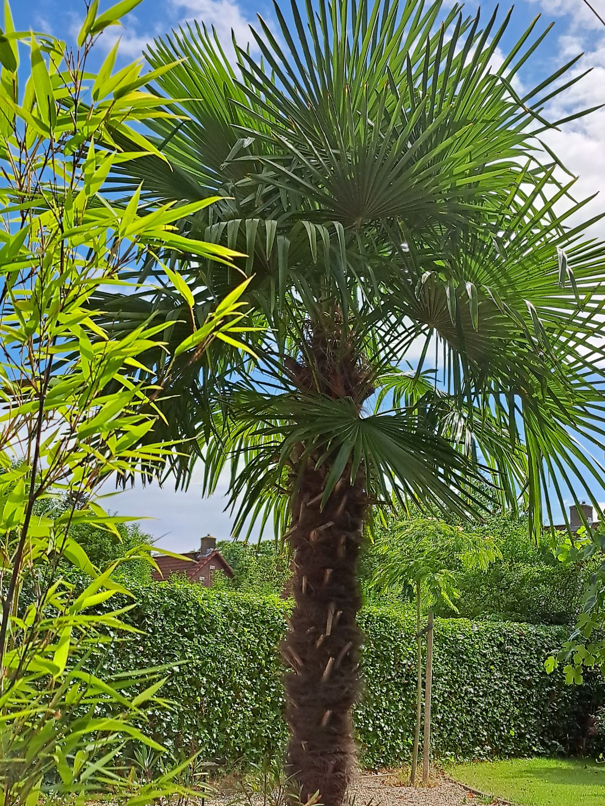 Dit zijn de grootste palmbomen van Apeldoorn - indebuurt Apeldoorn