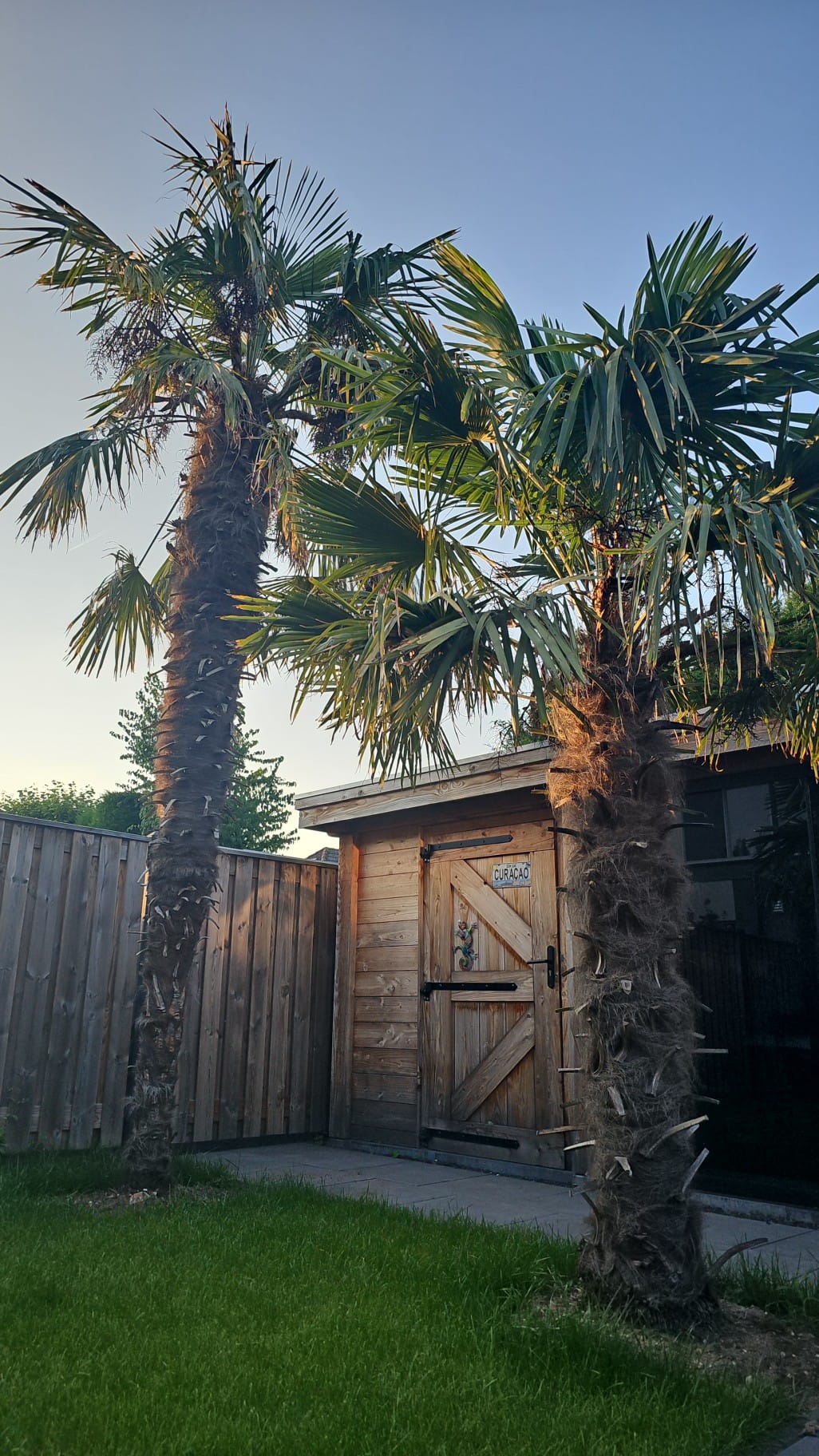 Dit zijn de grootste palmbomen van Apeldoorn - indebuurt Apeldoorn