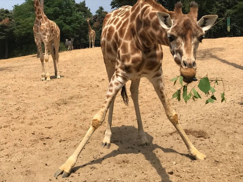 Doen in Arnhem: 15 x tips voor de leukste uitjes