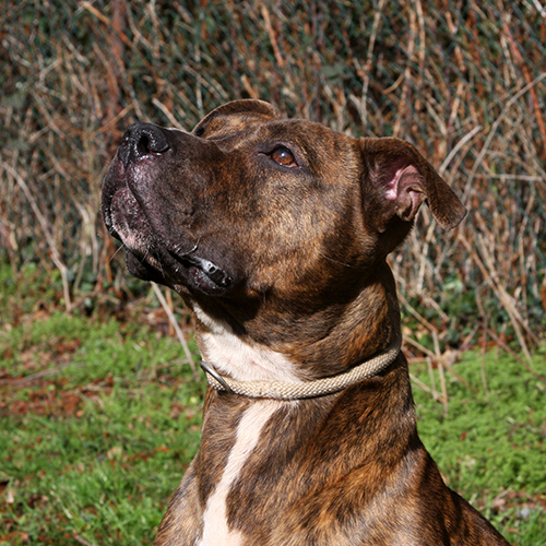 Arnhems huisdier zoekt baasje: enthousiaste hond Nova