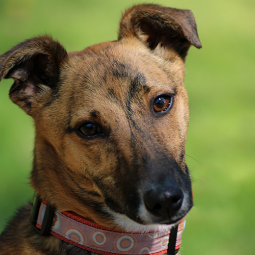 Arnhems huisdier zoekt baasje: vrolijke hond Nina - indebuurt Arnhem