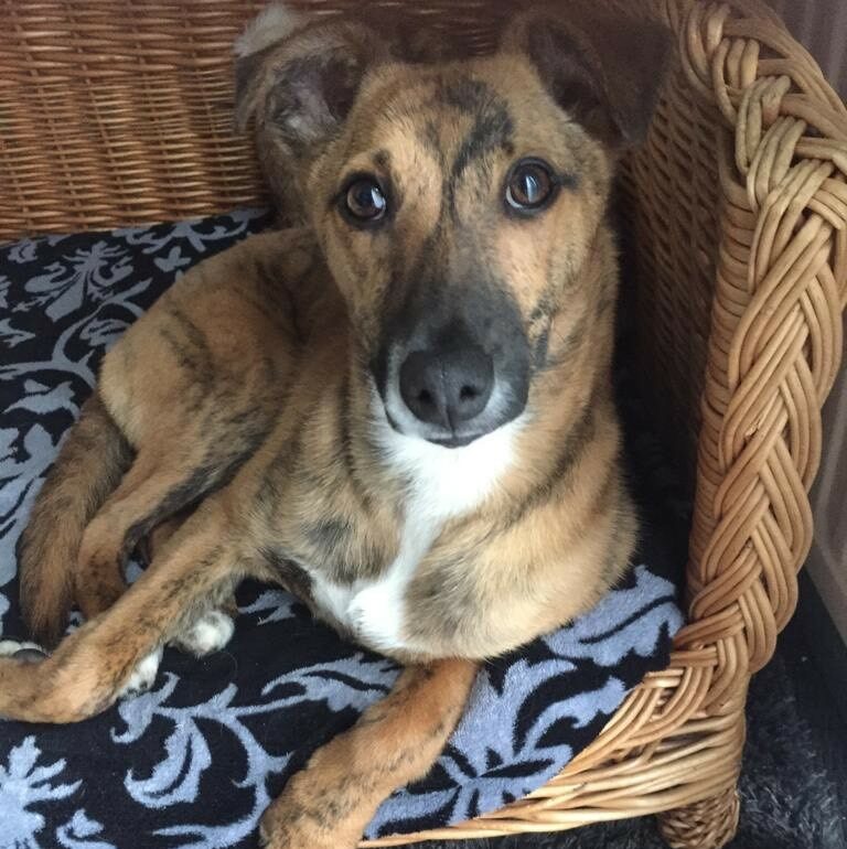 Arnhems huisdier zoekt baasje: vrolijke hond Nina - indebuurt Arnhem