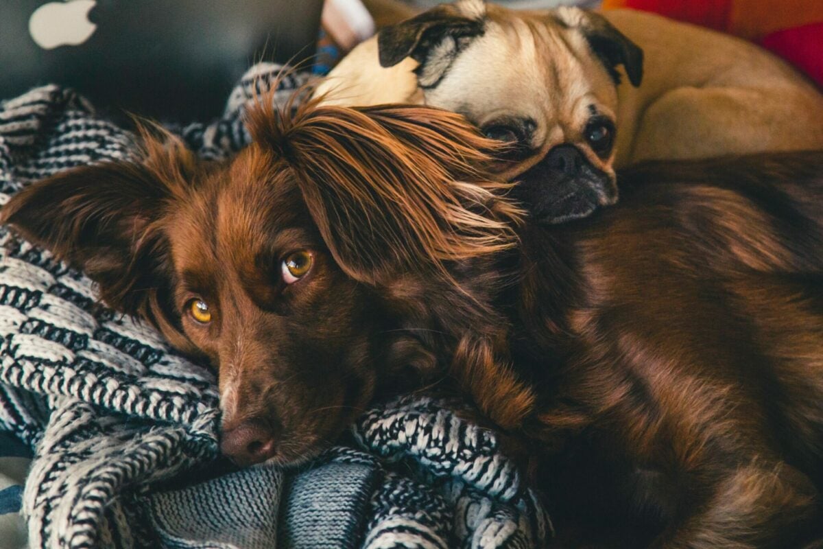 Dierenliefde: 6 x schattige Arnhemse honden die shinen op insta!