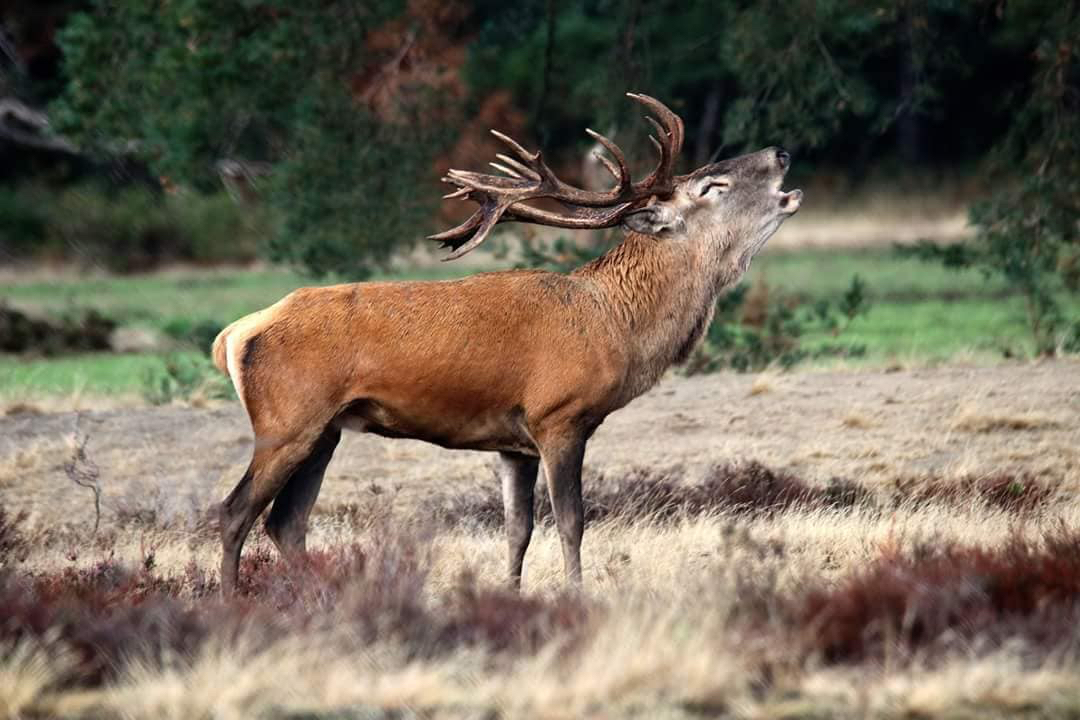 Burlende herten: hier kun je ze horen en zien - indebuurt Arnhem