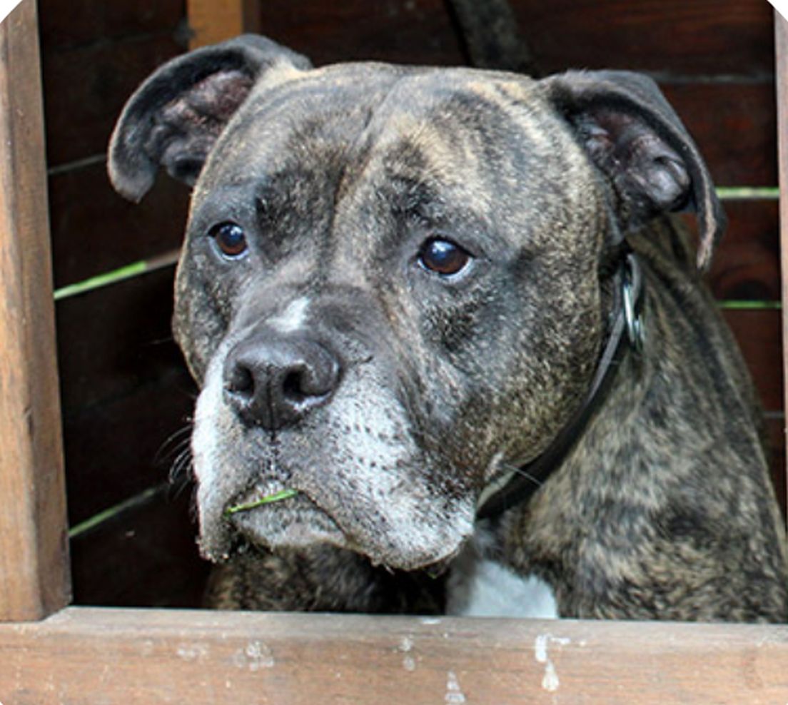 Arnhems huisdier van de week: enthousiaste Boris zoekt een echte baas ...