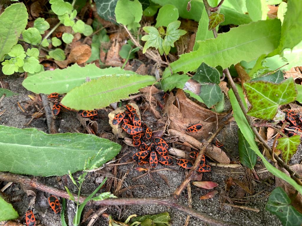 Dit zijn die rode beestjes die je veel in Arnhem ziet - indebuurt Arnhem