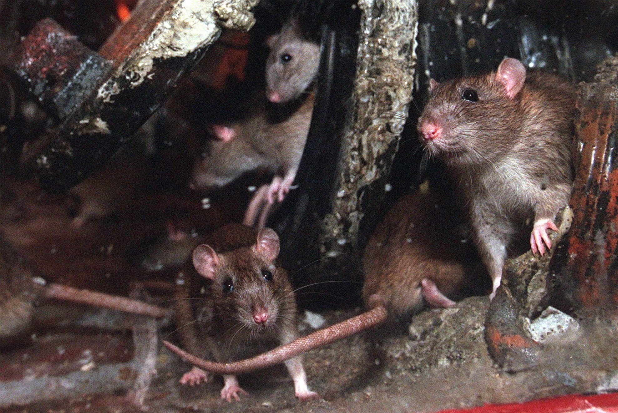 Overlast door een rattenplaag in Arnhem: zo pak je dat aan