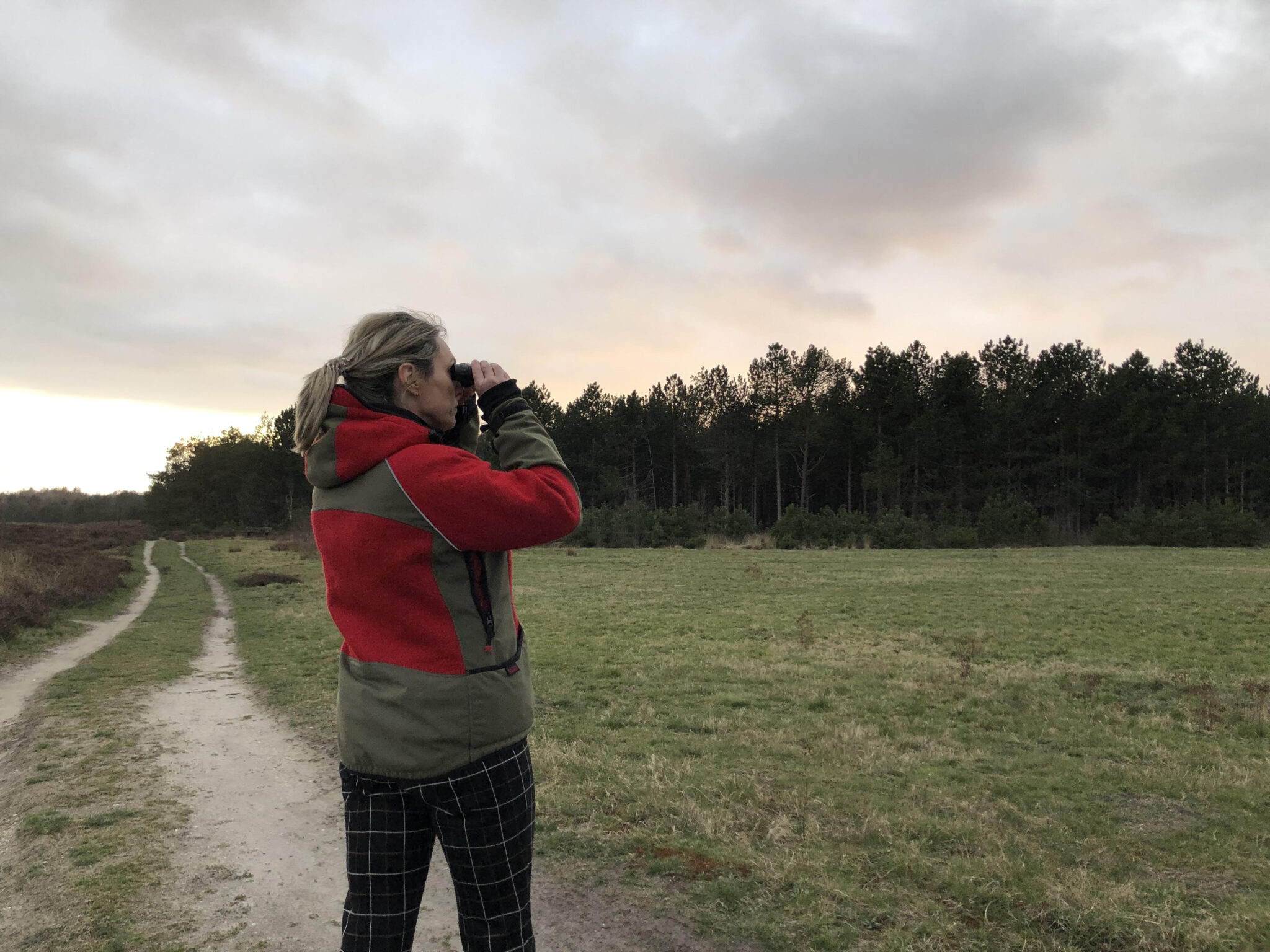 Mus, duif of mees: dit zijn de meest getelde vogels tijdens de ...