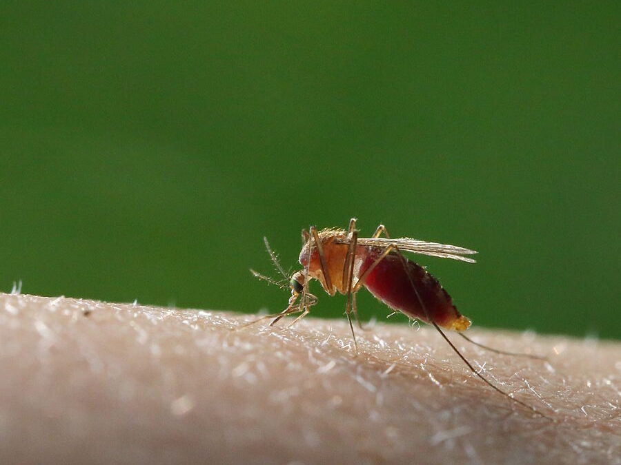 Muggenplaag op komst! Deel jouw tips tegen muggen in Arnhem