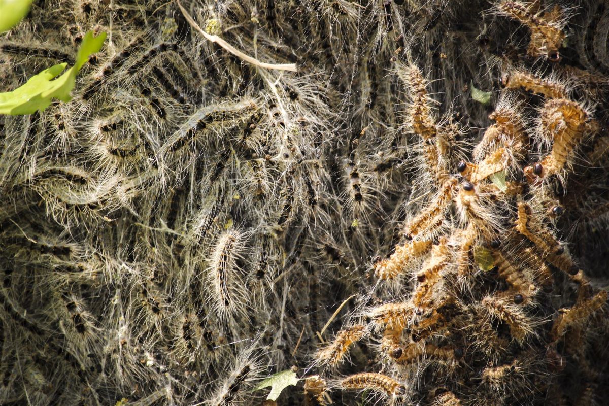 Help, huiduitslag door de processierups! Zo kom je van je klachten af