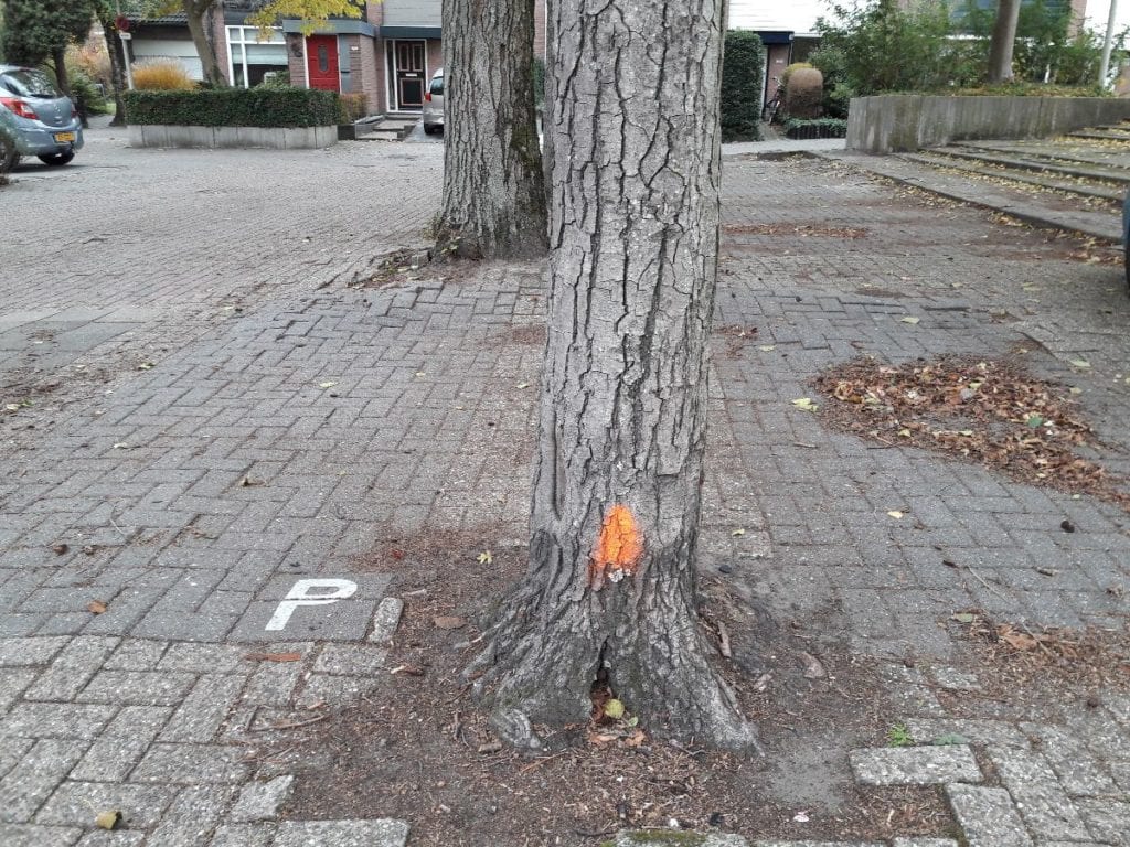 Bergs mysterie: waar worden er bomen gekapt in onze stad? - indebuurt ...