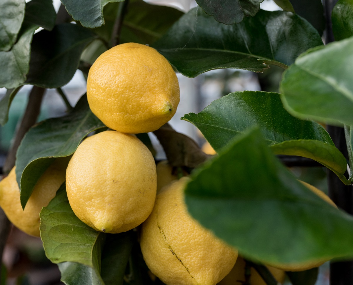 Intratuin Halsteren geeft je tuininspiratie om nóg beter te relaxen ...