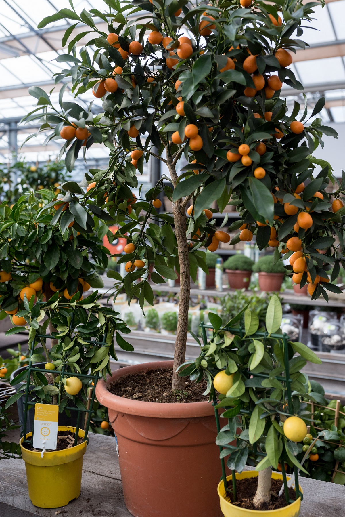 Intratuin Halsteren geeft je tuininspiratie om nóg beter te relaxen ...