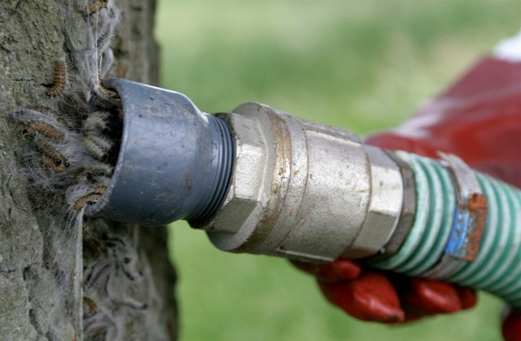 Processierups blijft irriteren: zoveel geld is gemeente aan verwijderen ...
